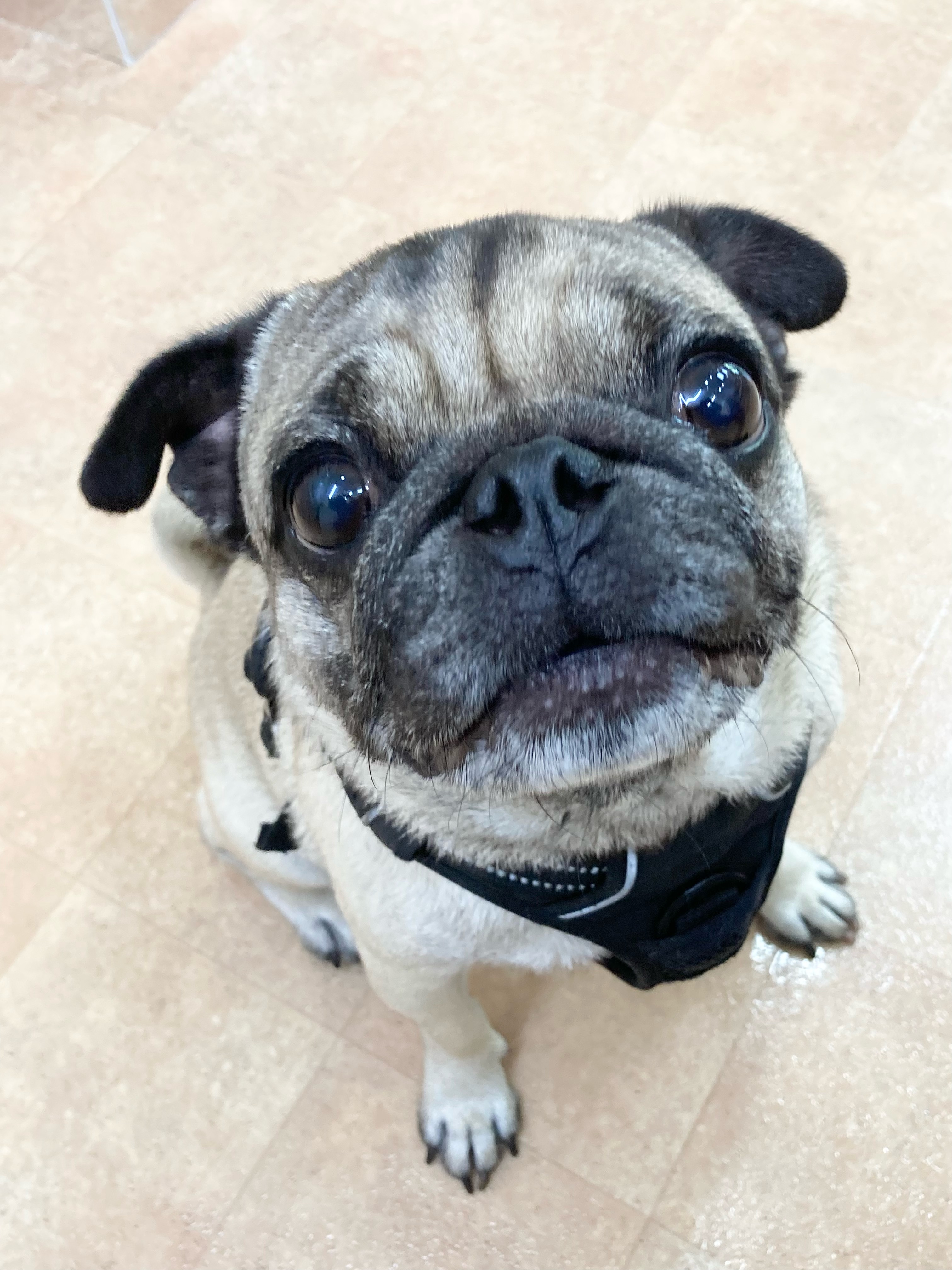 横浜市の犬のしつけレッスン西区 パグ 愛ちゃん 5才 Visses Blog 横浜市の犬のしつけレッスン ドッグスクールvisse