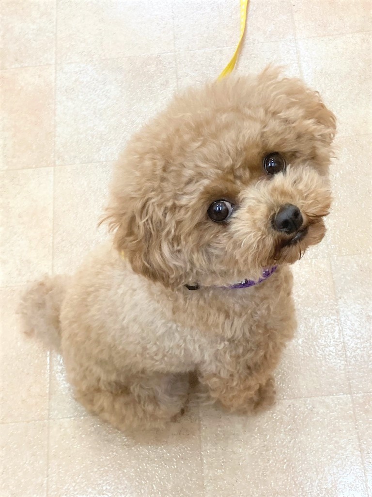 横浜市の犬のしつけﾚｯｽﾝ逗子市 ﾄｲﾌﾟｰﾄﾞﾙ ももちゃん 3才 Visses Blog 横浜市の犬のしつけﾚｯｽﾝ ﾄﾞｯｸﾞｽ