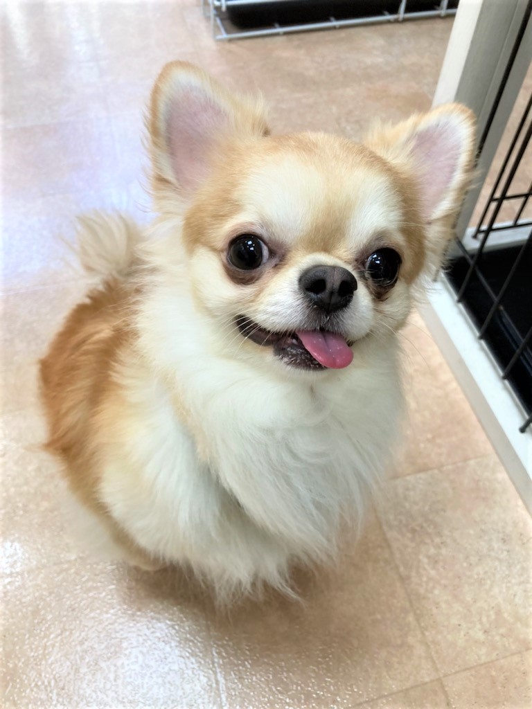 横浜市の犬のしつけレッスン青葉区 チワワ ビスケくん 1才 Visses Blog 横浜市の犬のしつけレッスン ドッグスクールvisse