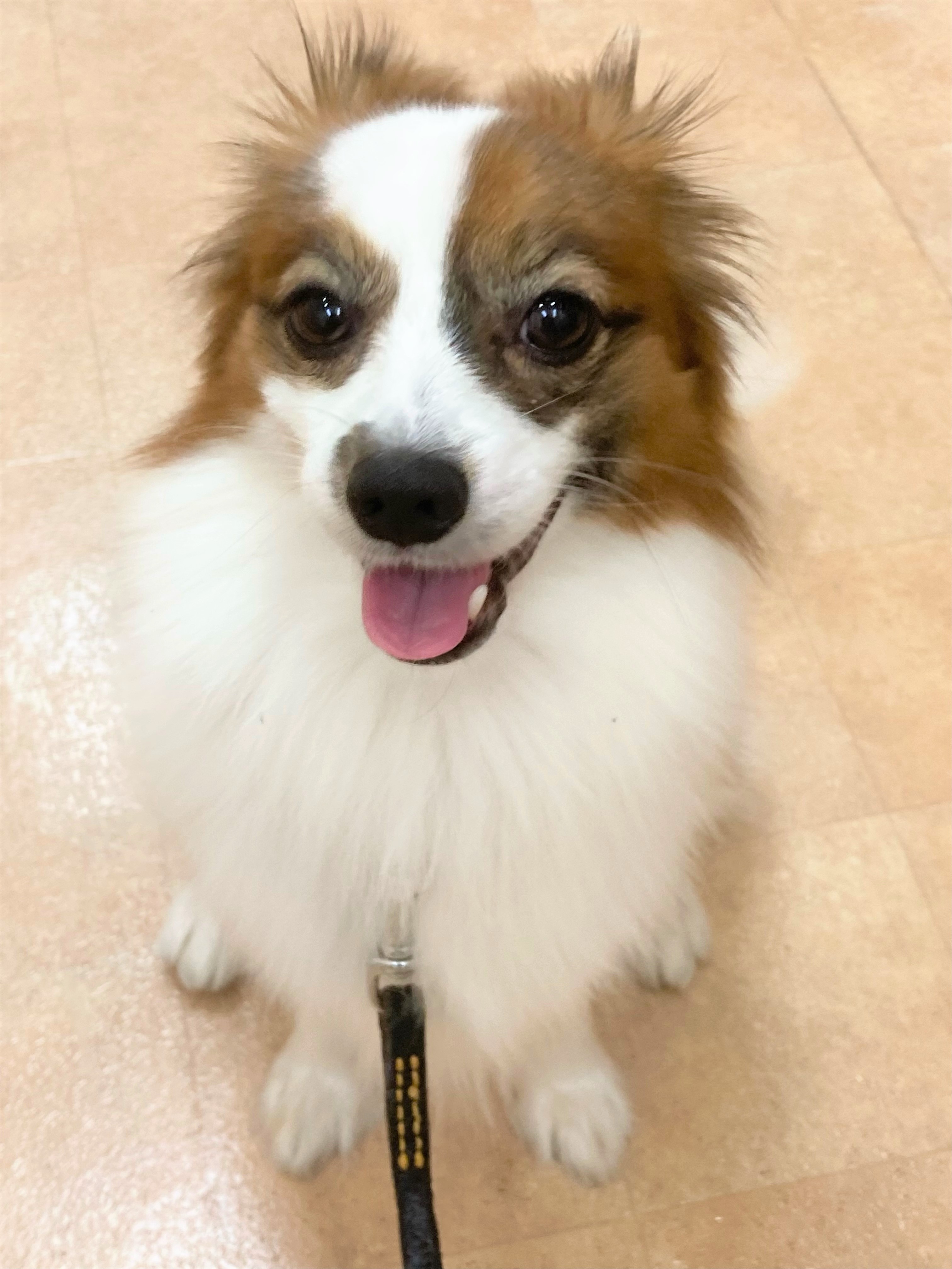 横浜市の犬のしつけレッスン鶴見区 パピヨン 茶々丸くん 3才 Visses Blog 横浜市の犬のしつけレッスン ドッグスクールvisse